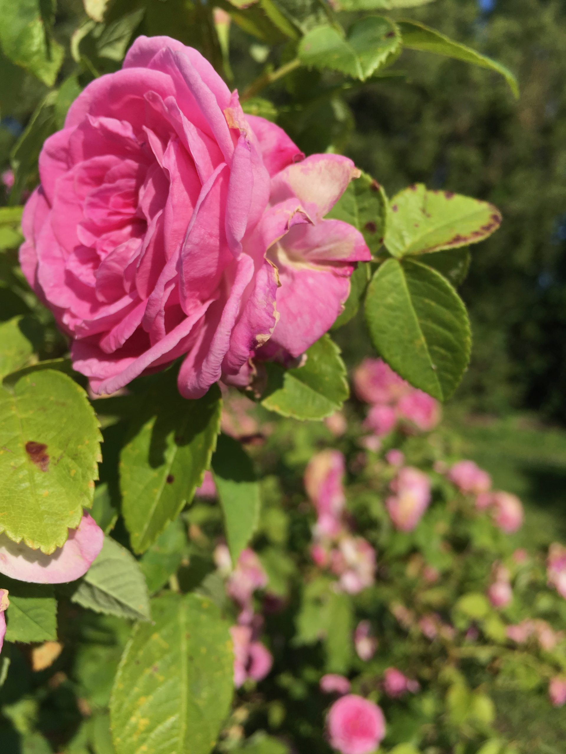Les roses : belles, mais aussi vertueuses - Marcelle