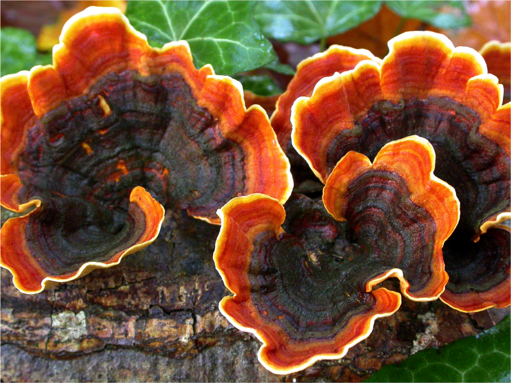 Quand les champignons et les plantes s'entraident... - Marcelle