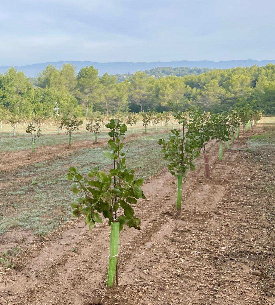 Le grand retour du pistachier en France - Marcelle