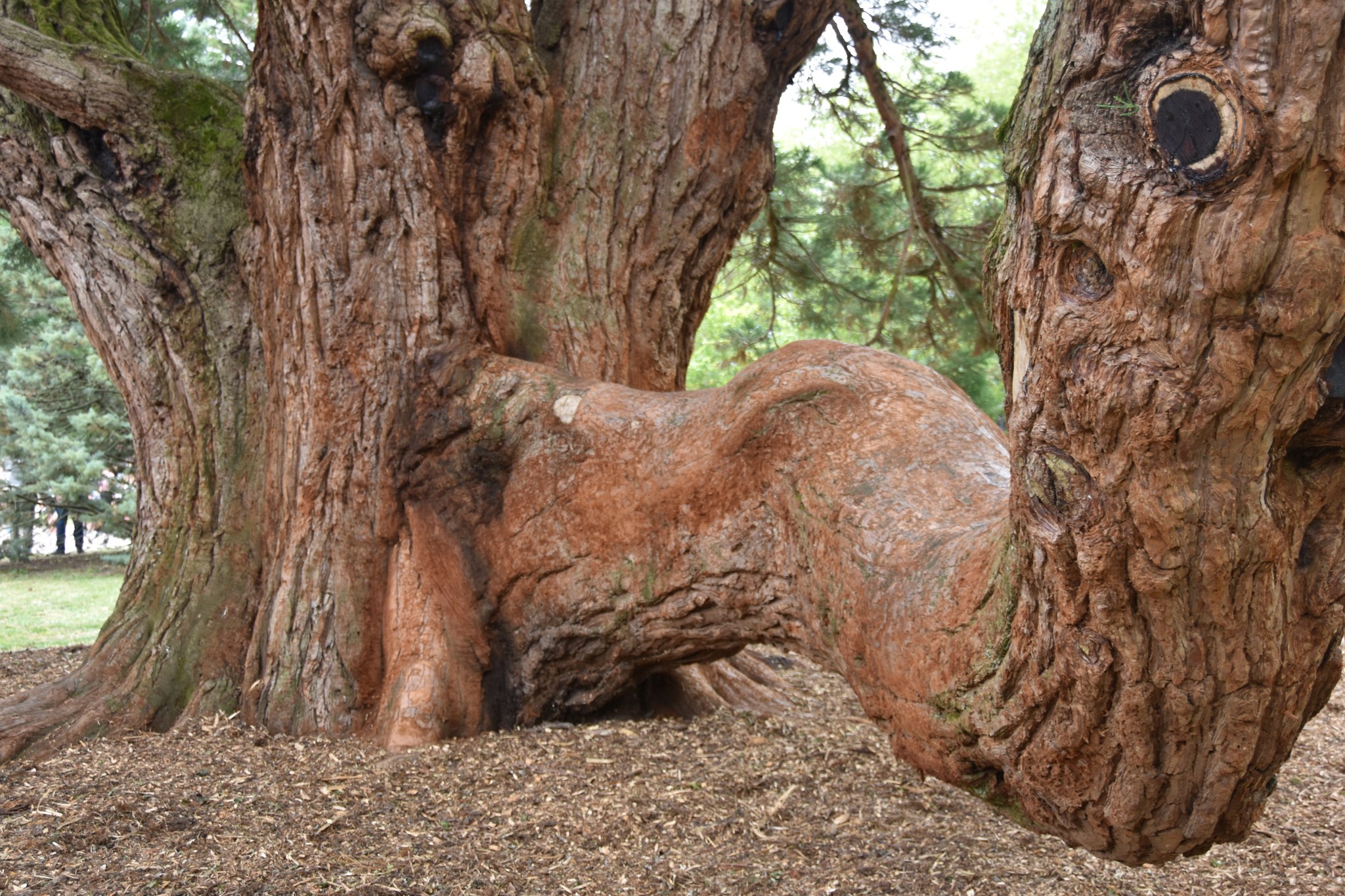 [forêt #3] Arbres Remarquables, un label pour protéger ce patrimoine ...